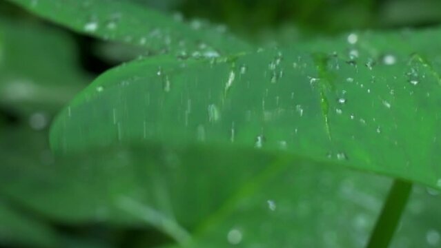 Insect In The Rain Images – Browse 40,336 Stock Photos, Vectors, and ...