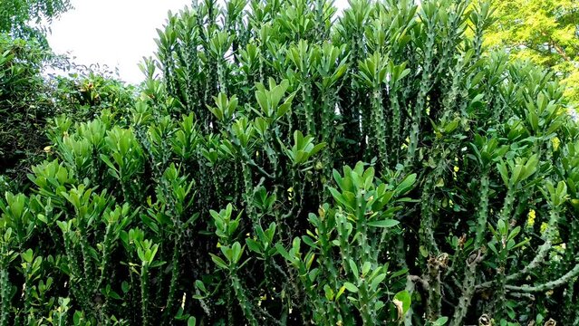 รูปภาพFafda – เลือกดูภาพถ่ายสต็อก เวกเตอร์ และวิดีโอ506 | Adobe Stock