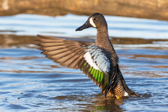 รูปภาพBluew – เลือกดูภาพถ่ายสต็อก เวกเตอร์ และวิดีโอ4,190 | Adobe Stock