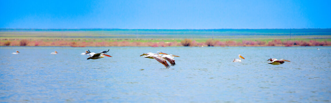 Muckleheads Bilder – Durchsuchen 1,310 Archivfotos, Vektorgrafiken und ...