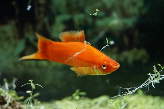 Orange Molly Fish