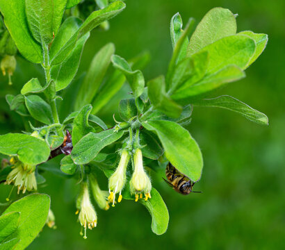 รูปภาพKinnip – เลือกดูภาพถ่ายสต็อก เวกเตอร์ และวิดีโอ3,266 | Adobe Stock