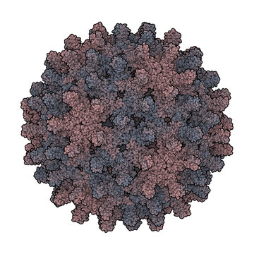 รูปภาพHepadnavirus – เลือกดูภาพถ่ายสต็อก เวกเตอร์ และวิดีโอ359 | Adobe ...