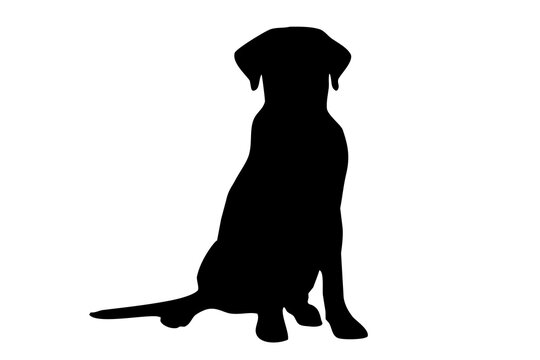 Lab Sitting Silhouette