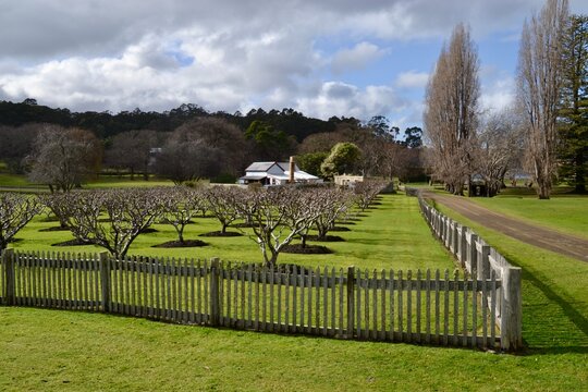 「Tasmania Farm」の写真素材 | 4,181件の無料イラスト画像 | Adobe Stock