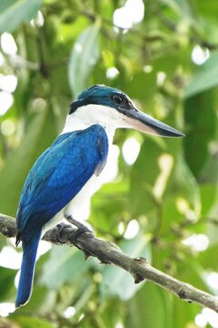 Pusillus Bilder – Durchsuchen 3,127 Archivfotos, Vektorgrafiken und ...