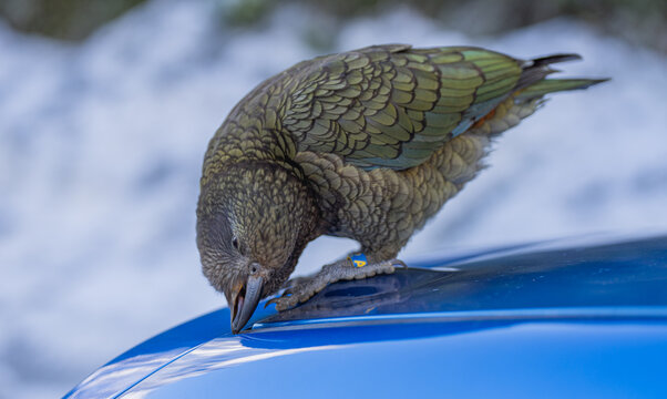 รูปภาพStrigopidae – เลือกดูภาพถ่ายสต็อก เวกเตอร์ และวิดีโอ143 | Adobe Stock