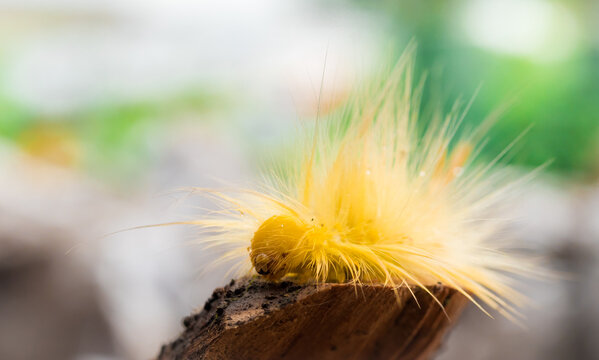 "Yellow Worm" Images – Browse 87 Stock Photos, Vectors, and Video ...