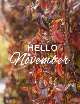 Hello November Wallpaper