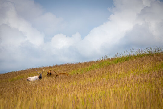 Ralph Lear photos, images, assets | Adobe Stock