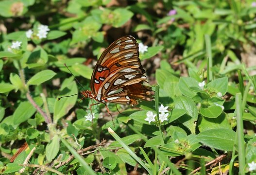 Imágenes de Ricardia: descubre bancos de fotos, ilustraciones, vectores ...