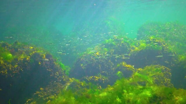 Obrázky Hypertrophication – procházejte fotografie, vektory a videa ...