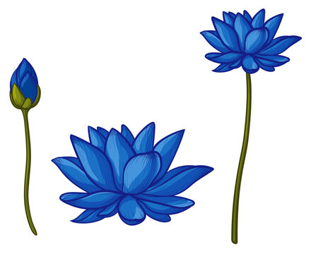Blue Lotus Flower Clip Art