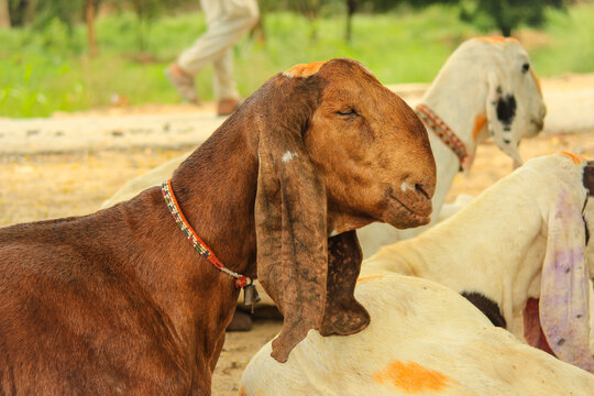 Barbaris Images – Browse 517 Stock Photos, Vectors, and Video | Adobe Stock