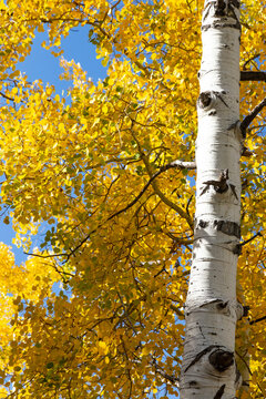 Blake Bilder – Durchsuchen 3,209 Archivfotos, Vektorgrafiken und Videos ...