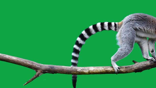 Ring Tailed Lemur Jumping