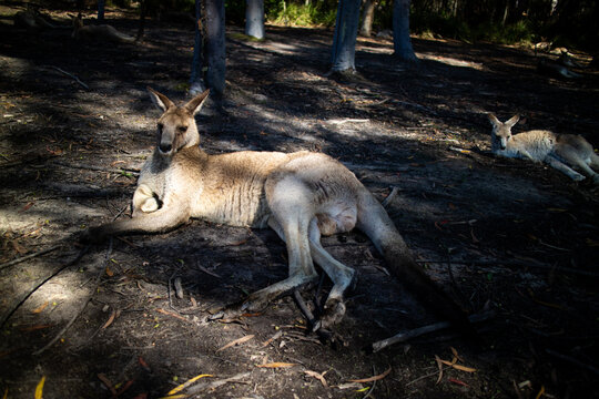 รูปภาพMacropods – เลือกดูภาพถ่ายสต็อก เวกเตอร์ และวิดีโอ17,169 | Adobe ...
