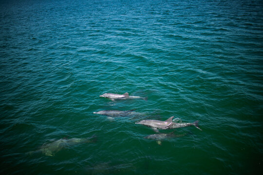 고래 Bilder – Durchsuchen 228 Archivfotos, Vektorgrafiken und Videos ...