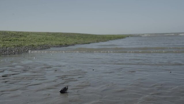 Shelfish Images – Browse 649 Stock Photos, Vectors, and Video | Adobe Stock