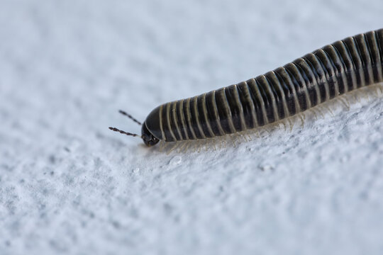 Imágenes de Miriapod: descubre bancos de fotos, ilustraciones, vectores ...
