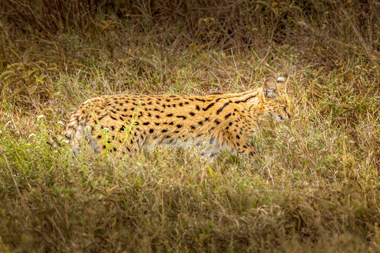 Feliform Images – Parcourir 4,566 le catalogue de photos, vecteurs et ...