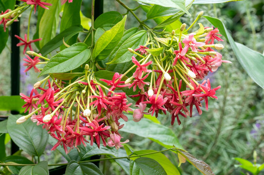 Niyog-Niyogan Images – Browse 1,821 Stock Photos, Vectors, and Video ...