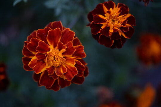 Tagette Images – Parcourir 146,797 le catalogue de photos, vecteurs et ...