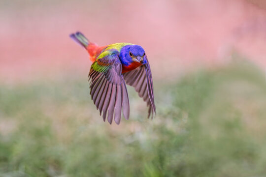 Painted Bunting Flying