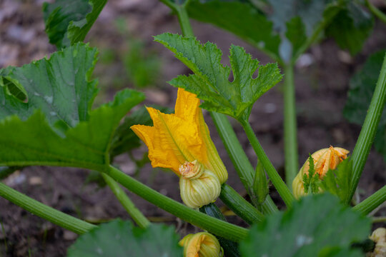 Funnel-Shaped bilder – Bläddra bland 1,223 stockfoton, vektorer och ...