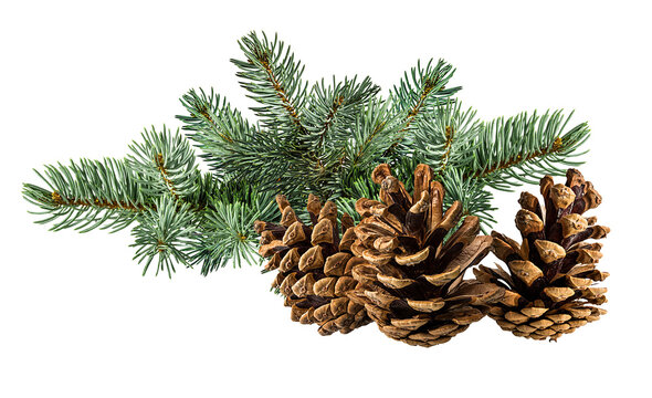 Fir-Tree 이미지 – 찾아보기 93,446 스톡 사진, 벡터 및 비디오 | Adobe Stock