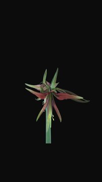 Cybister Images – Browse 153 Stock Photos, Vectors, and Video | Adobe Stock