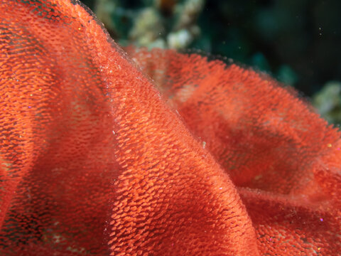 "Spanish Dancer" Images – Browse 1,346 Stock Photos, Vectors, and Video ...