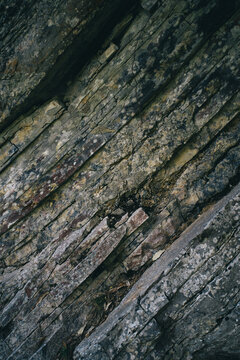 Metamorphic bilder – Bläddra bland 11,837 stockfoton, vektorer och ...
