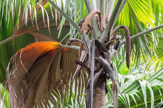 Coco-De-Mer Images – Browse 1,309 Stock Photos, Vectors, and Video ...