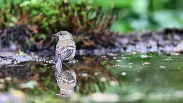 Seed-Eater Images – Browse 141 Stock Photos, Vectors, and Video | Adobe ...