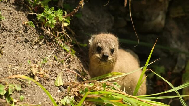 "Rock Rabbit" Images – Browse 15,184 Stock Photos, Vectors, and Video ...