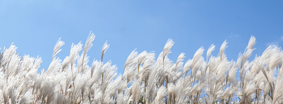 Imágenes de Brisa: descubre bancos de fotos, ilustraciones, vectores y ...