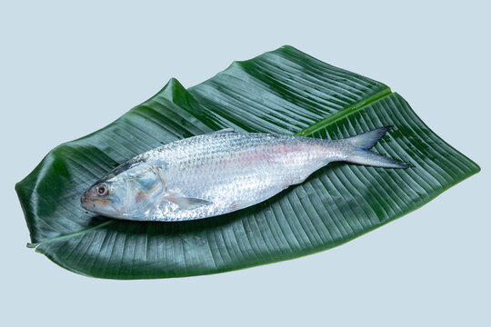 Hilsha Fish