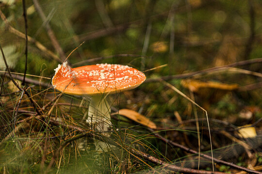 Giftpilz Bilder – Durchsuchen 172,246 Archivfotos, Vektorgrafiken und ...