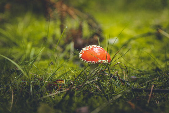 Giftpilz Bilder – Durchsuchen 166,699 Archivfotos, Vektorgrafiken und ...