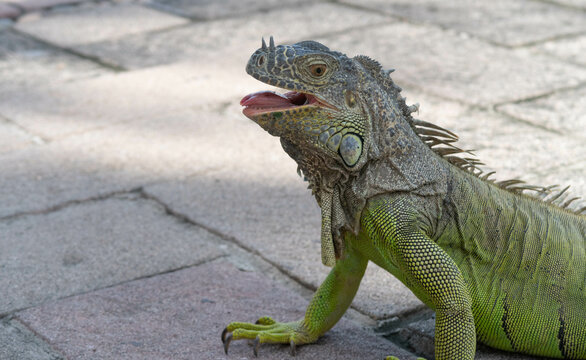 รูปภาพAcrodonta – เลือกดูภาพถ่ายสต็อก เวกเตอร์ และวิดีโอ11,557 | Adobe ...