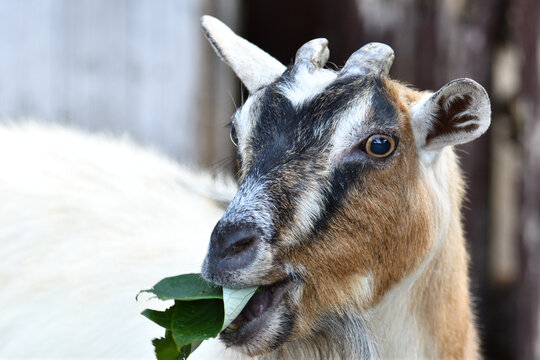 Gort Images – Browse 66 Stock Photos, Vectors, and Video | Adobe Stock