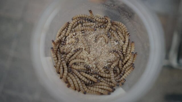 Superworm bilder – Bläddra bland 409 stockfoton, vektorer och videor ...