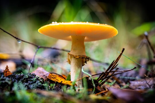 Atompilz Bilder – Durchsuchen 10,927 Archivfotos, Vektorgrafiken und ...