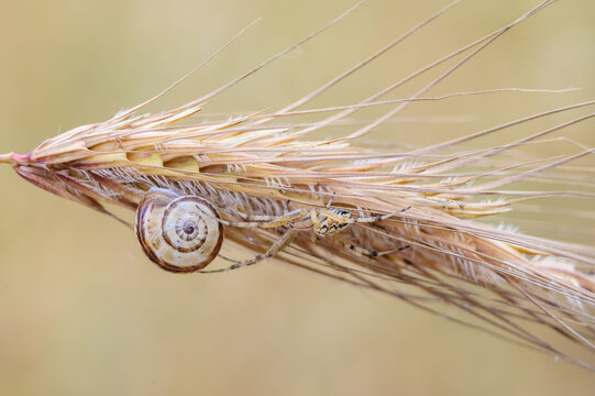 "Spiga Di Grano" Images – Browse 512 Stock Photos, Vectors, and Video ...