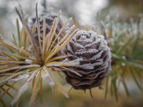 รูปภาพ"Larch – เลือกดูภาพถ่ายสต็อก เวกเตอร์ และวิดีโอ102,144 | Adobe Stock