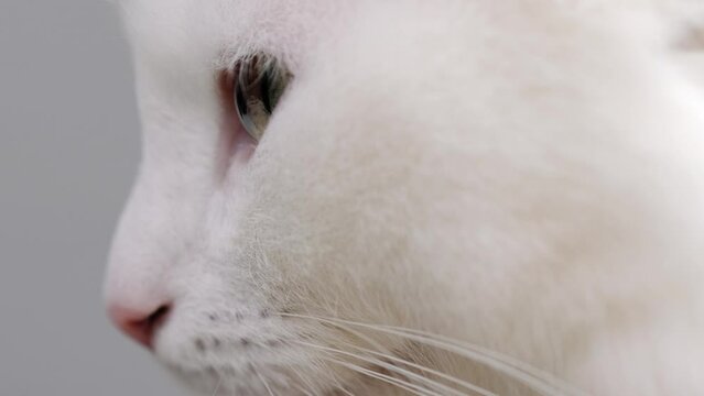 "Cat Muzzle" Images – Browse 298 Stock Photos, Vectors, and Video ...