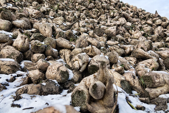 Olericulture Images – Browse 3,192 Stock Photos, Vectors, and Video ...