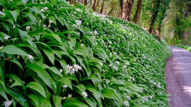 Kurrat bilder – Bläddra bland 2,816 stockfoton, vektorer och videor ...