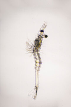 รูปภาพZoea – เลือกดูภาพถ่ายสต็อก เวกเตอร์ และวิดีโอ298 | Adobe Stock